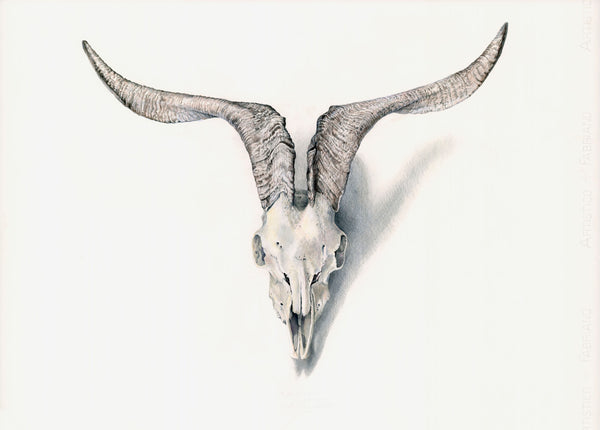 “Head strong” (Ram Skull) – Niels Meyer-Westfeld