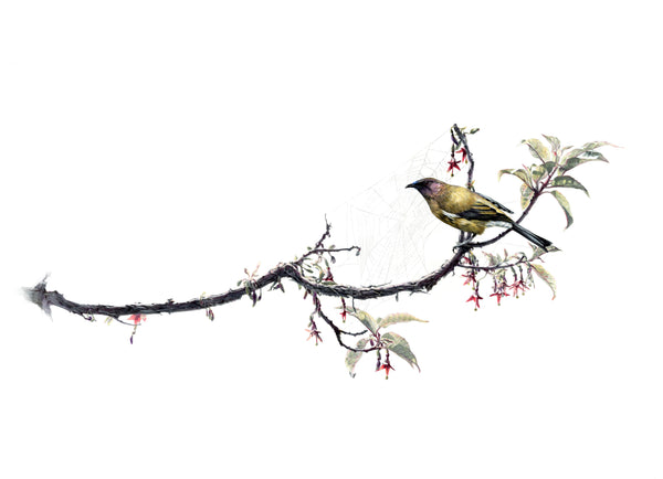 Bellbird and Tree Fuchsia (Korimako and Kotukutuku) – Niels Meyer-Westfeld